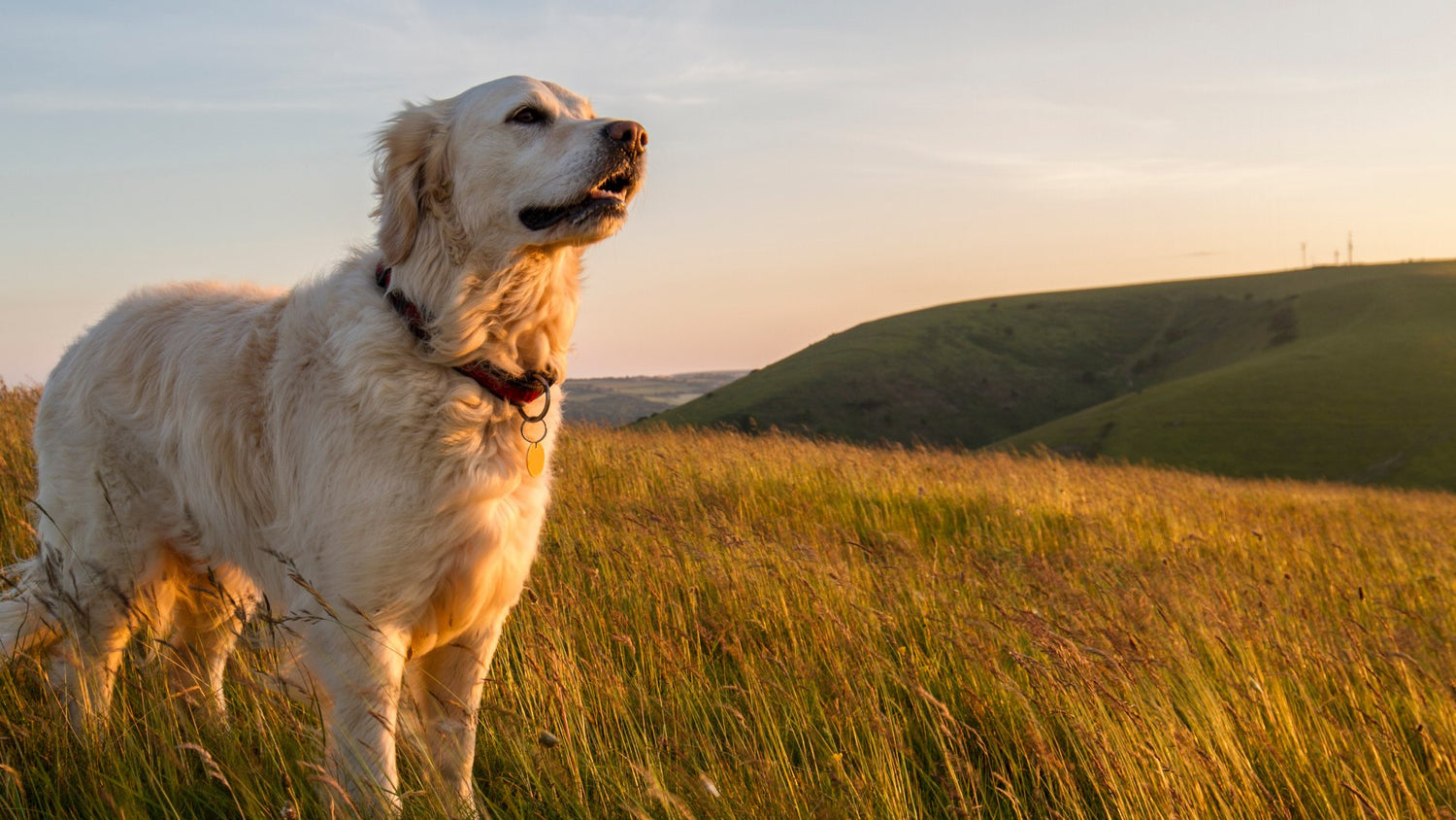 Special Breed – Home